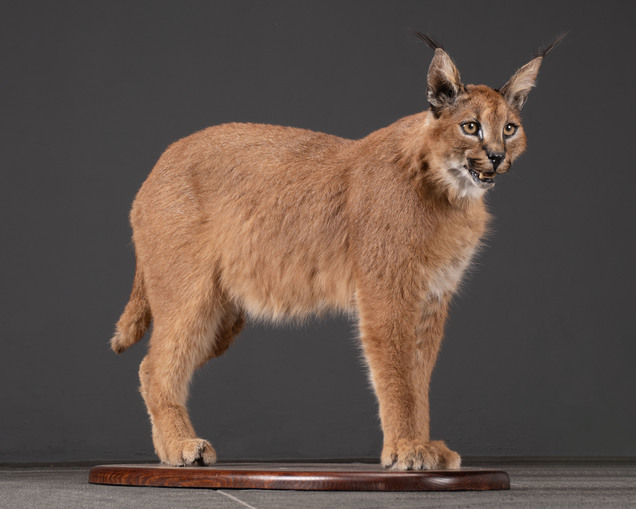 Caracal Mount Options | Splitting Image Taxidermy